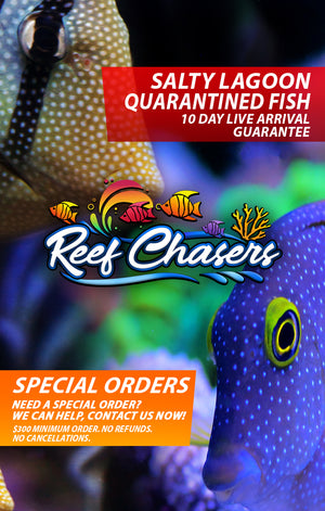 Buy Corals, Saltwater Fish, Inverts and More!