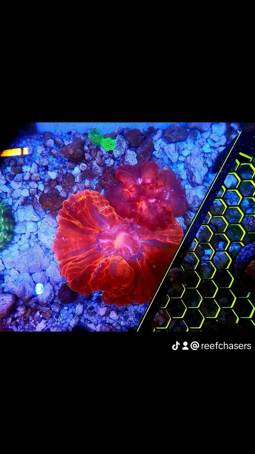 Reef Chasers | Buy Corals Online | Browse WYSIWYG Coral Colonies – Page 2