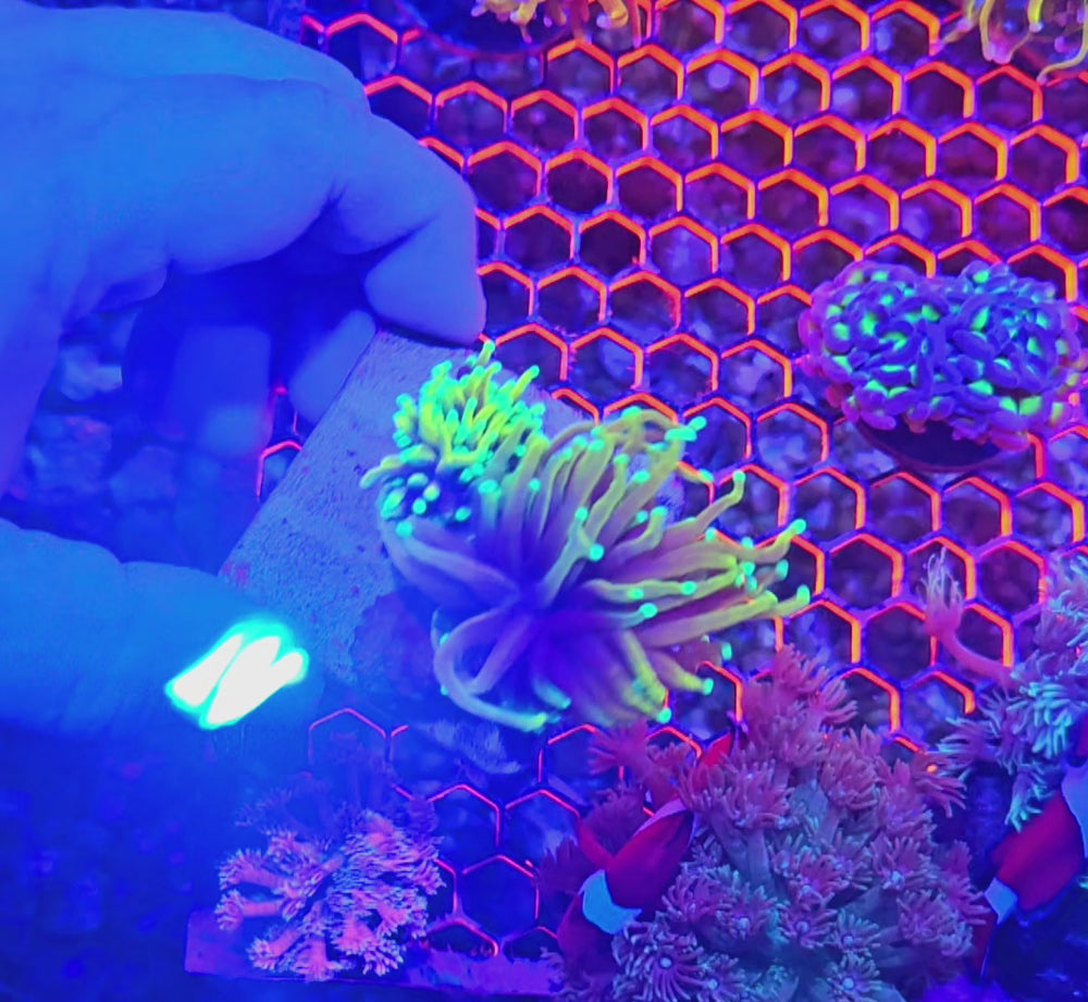 Reef Chasers | Buy Corals Online | Browse WYSIWYG Coral Colonies – Page 2