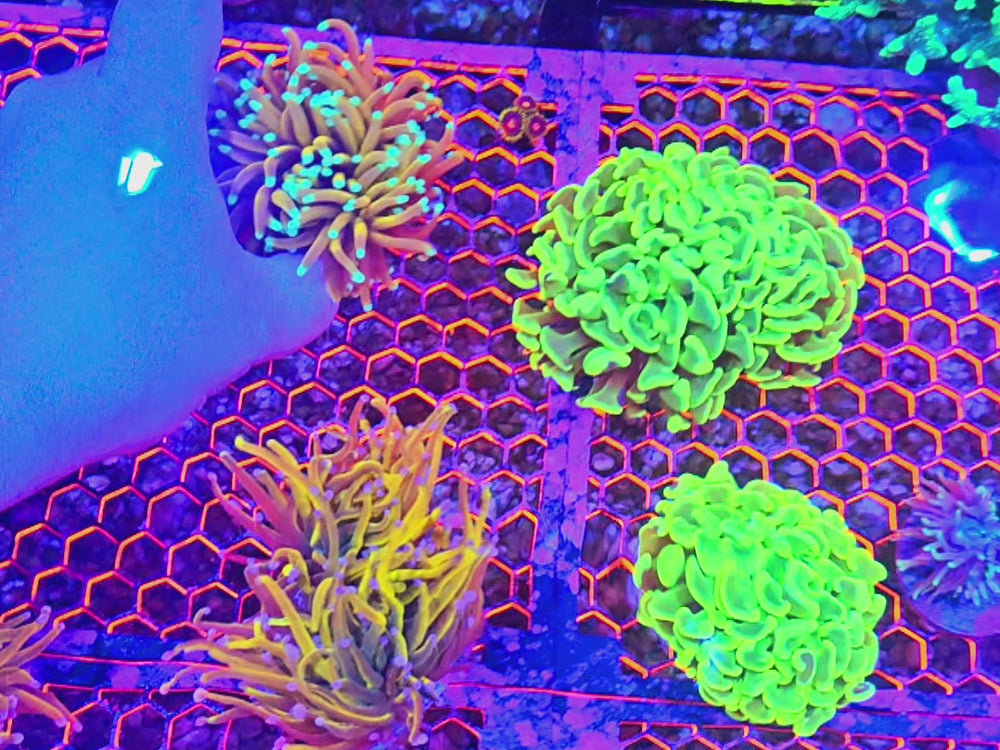 Reef Chasers | Buy Corals Online | Browse WYSIWYG Coral Colonies – Page 2