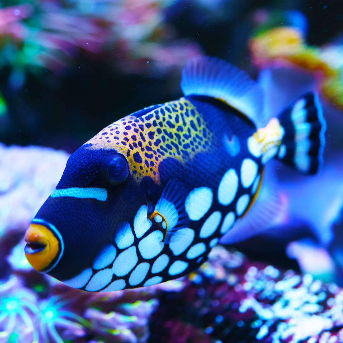 Reef Chasers | Buy Saltwater Fish | Clown Trigger For Sale