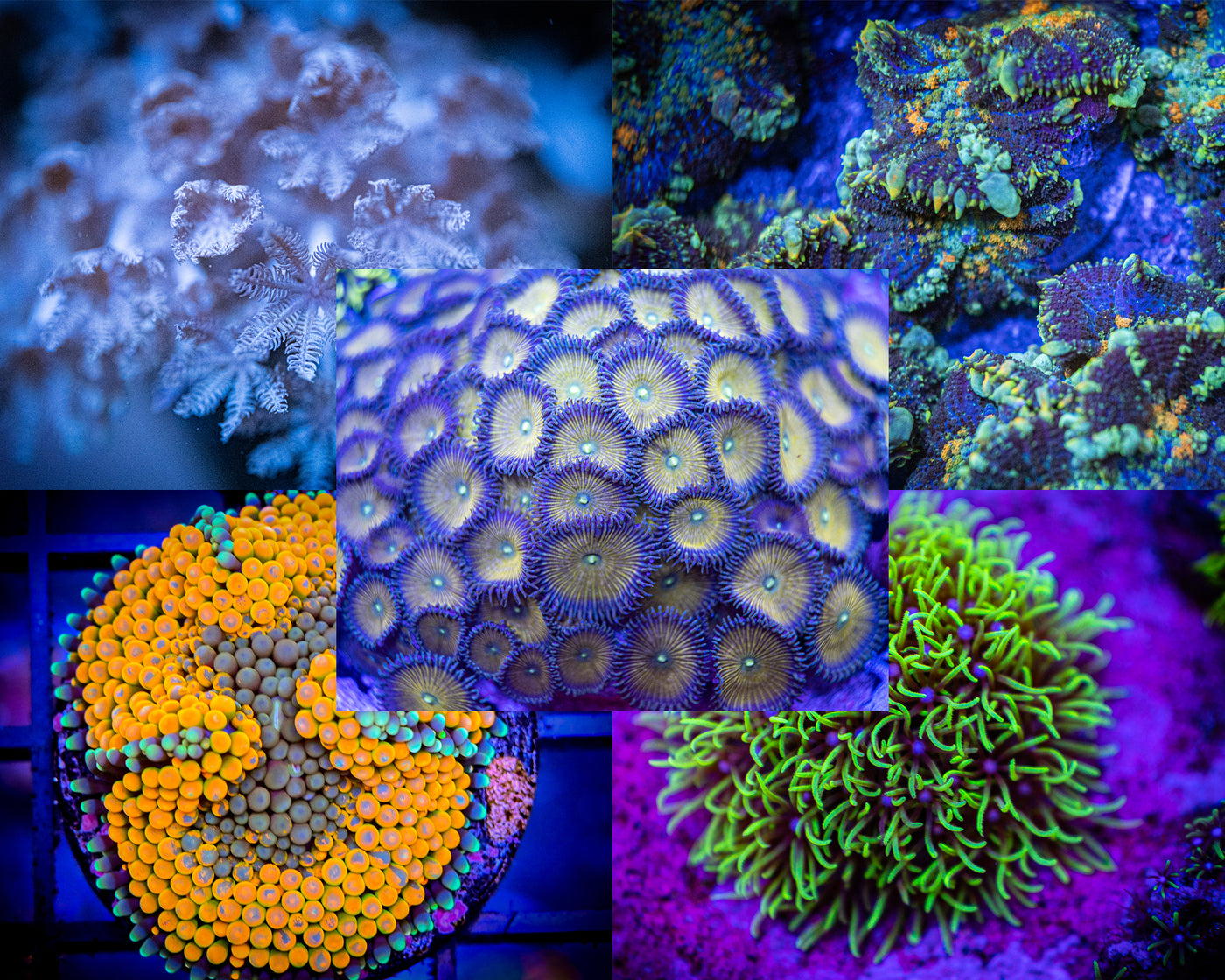 Reef Chasers | Buy Corals Online | All Corals for Sale Online