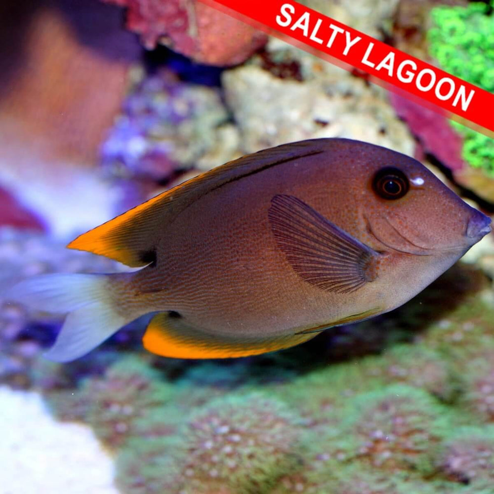 Reef Chasers | Quarantined Saltwater Fish for Sale | Buy Saltwater Fish ...