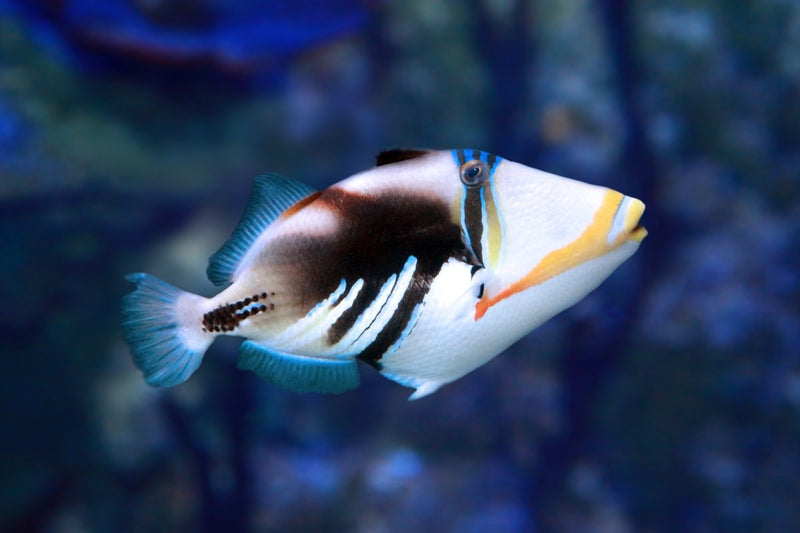 Reef Chasers | Buy Marine Fish Online | Saltwater Fish Tanks – Page 2