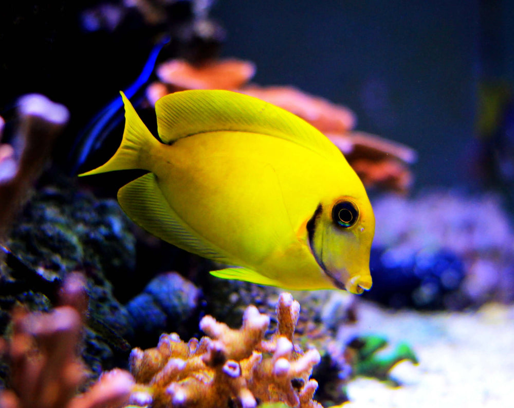 Reef Chasers | Buy Saltwater Fish Online | Shop all Marine Fish