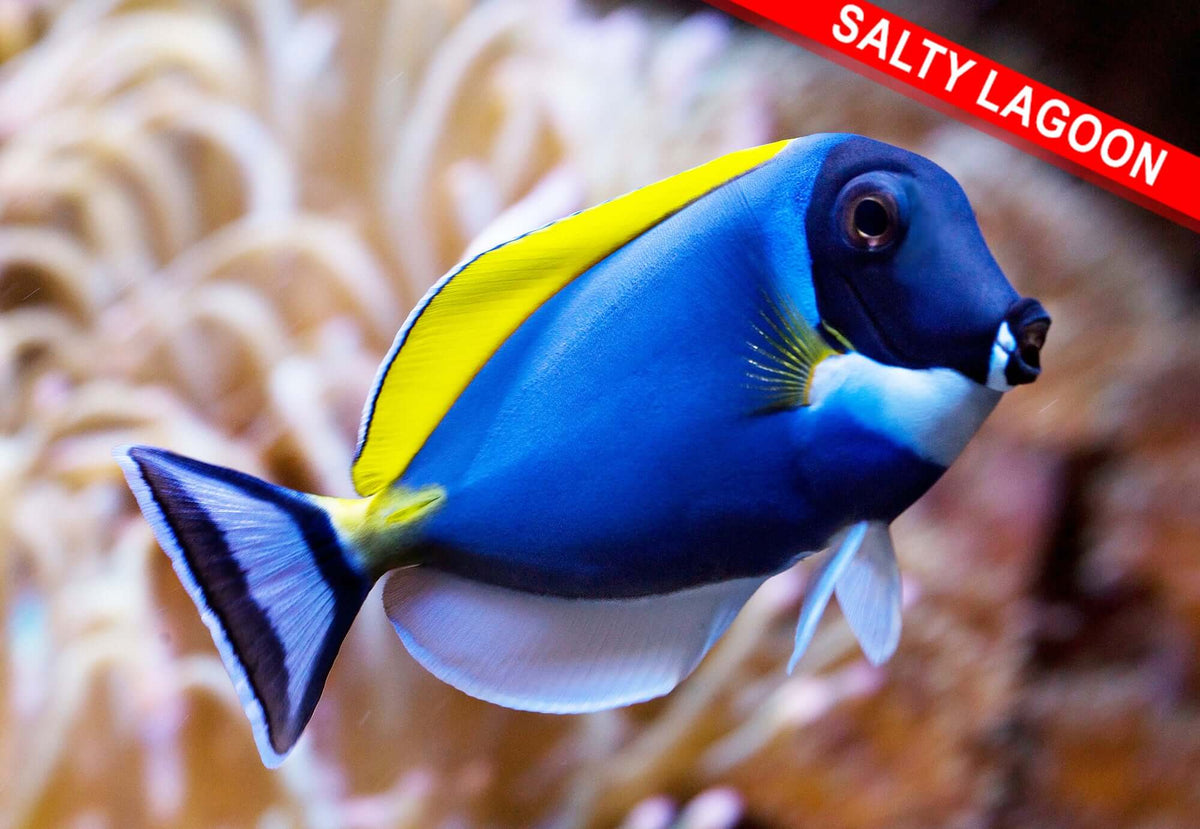 Reef Chasers | Buy Saltwater Fish Online | Shop all Marine Fish