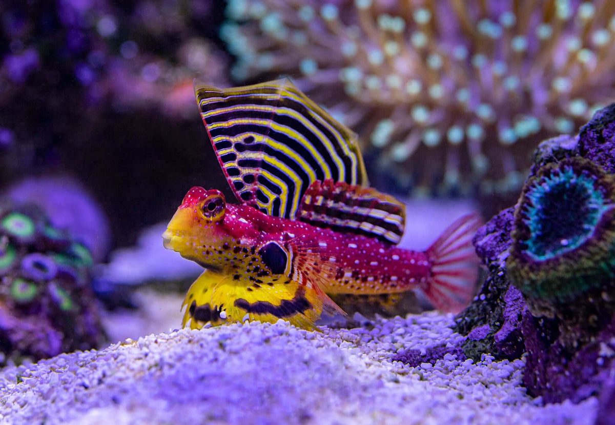Reef Chasers | Buy Saltwater Fish Online | Shop all Marine Fish