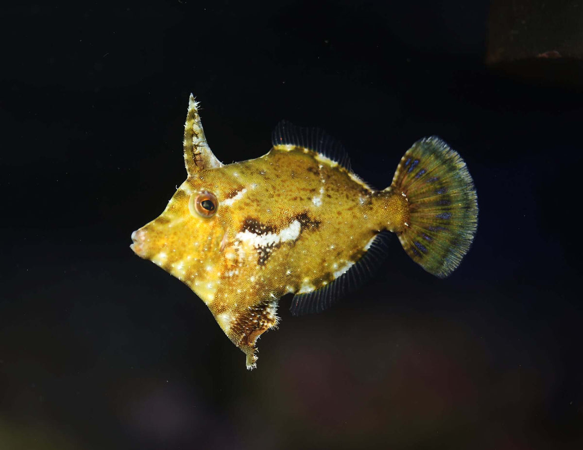 Reef Chasers | Buy Saltwater Fish Online | Shop all Marine Fish