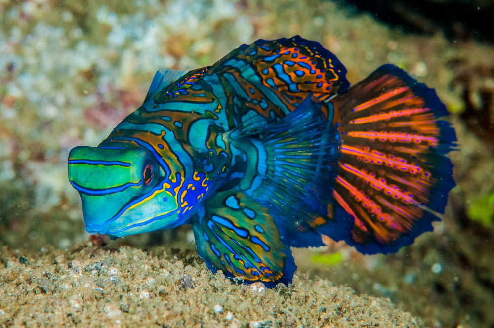 Reef Chasers | Buy Saltwater Fish Online | Shop all Marine Fish